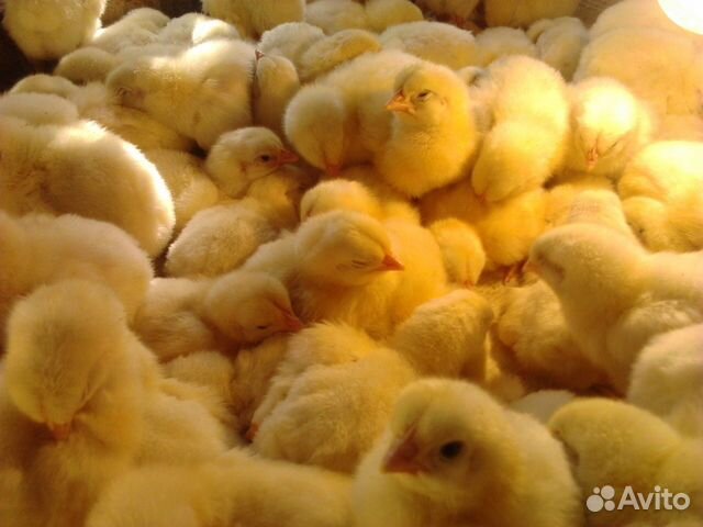 Цыплята бройлеры