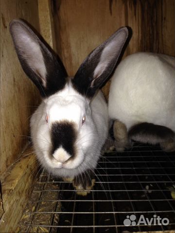 Калифорнийские кролики