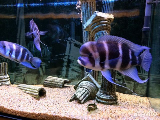 Малек Фронтозы