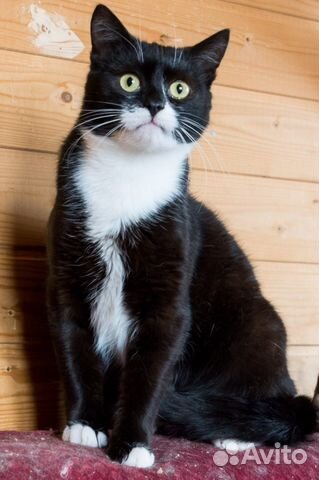 Кот Лёва ищет дом