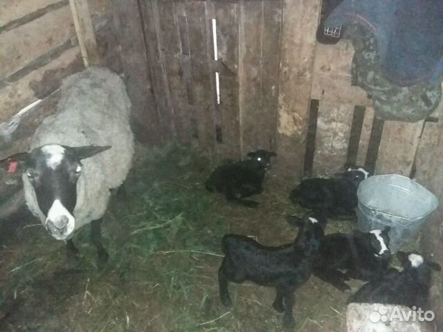 Бараны племенные. Овцы романовские (многоплодные)