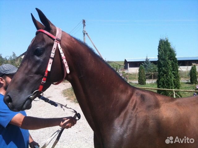 Чистокровный жеребец ахалтекинской породы
