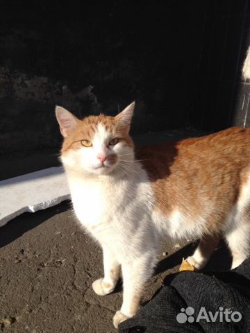 Солнечный Котик ищет дом