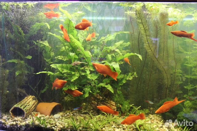 Самцы меченосца красного красноглазого