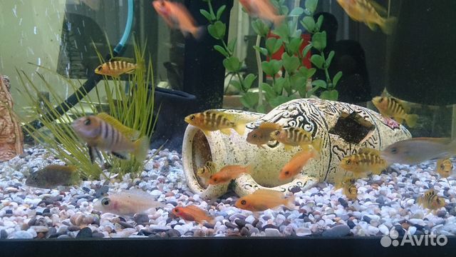 Цихлиды о.Малави