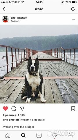 Кобель вязка