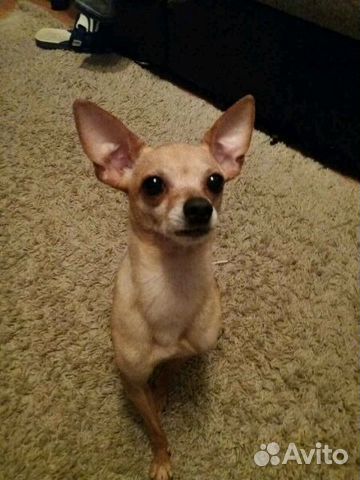 Вязка ищем невесту