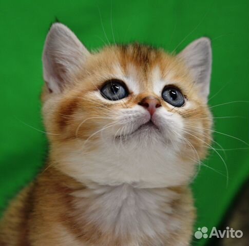 Элитные котеи