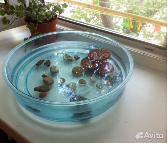 Аквариум для водяной маленькой черепахи