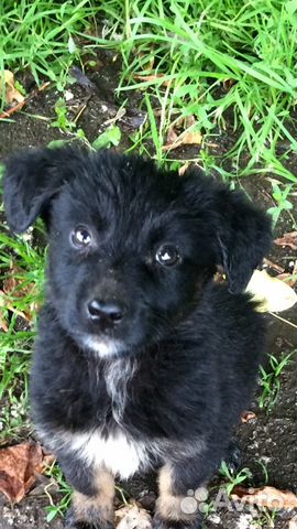 Джони- красавчик