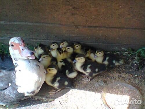 Птичья ферма