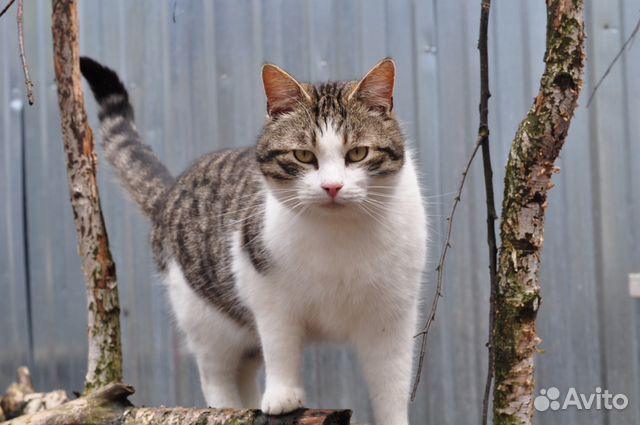 Котик Бэрримор