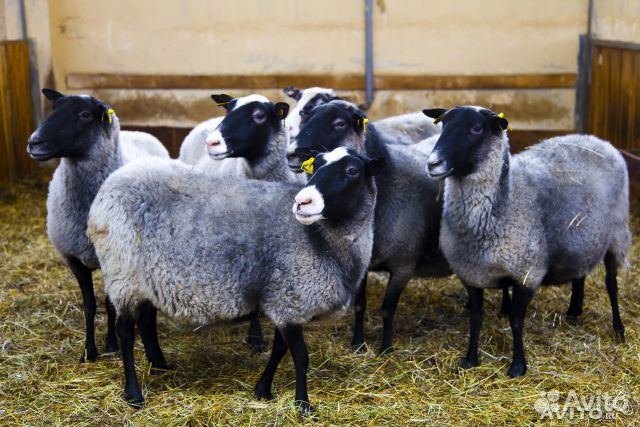 Овцематки романовские,ярки, барашки, ягнята