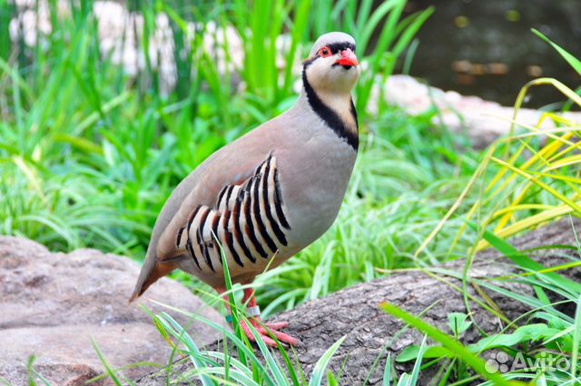 Кеклик, Калифорнийская перепелка, Фазан