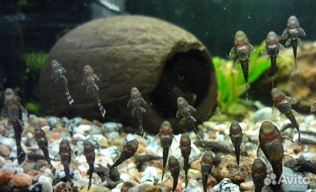 Мальки сомика Анциструса