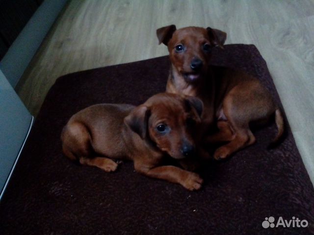 Щенки цвергпинчера