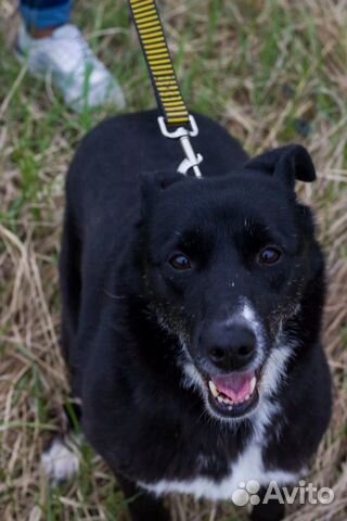 Шарлотка небольшая ласковая девочка