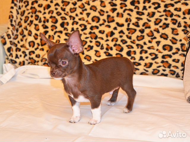 Чихуахуа-очаровательные малыши различных окрасов