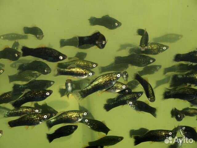 Меченосцы чёрные