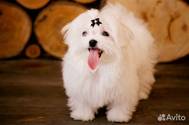 Щенки Мальтезе