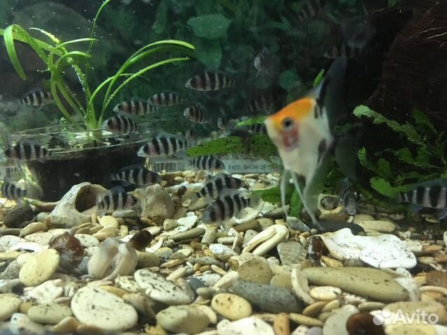 Фронтозики Бурунди