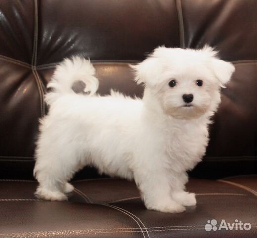 Щеночки Мальтезе правильного формата, есть миники