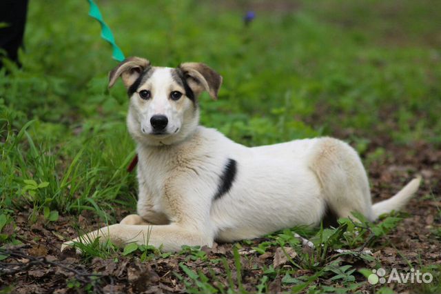 Крутой пёсик Джонни в поисках самых лучших хозяев