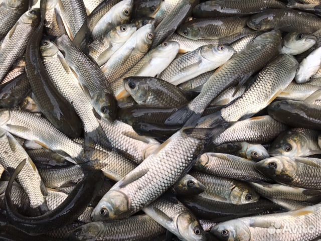 Малек белого амура, толстолобика, карася, линя