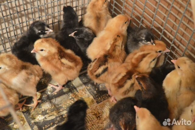 Цыплята деревенские