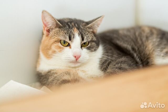 Кошка-трехцветка Челси