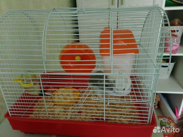 Хомяк с клеткой