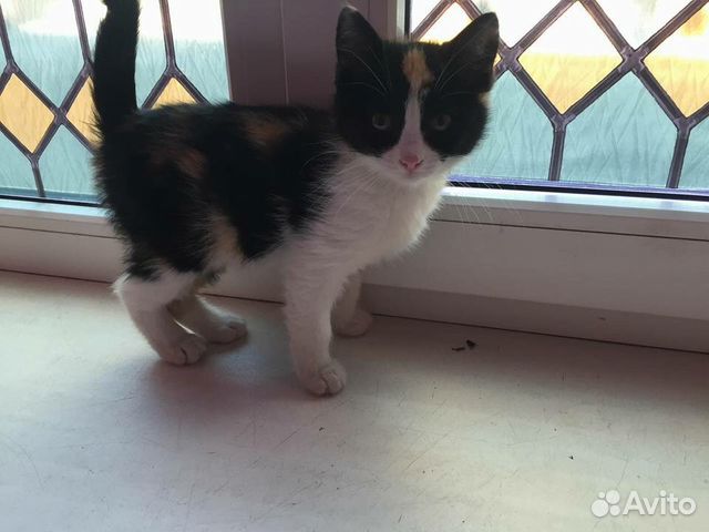 Котята бесплатно в добрые руки
