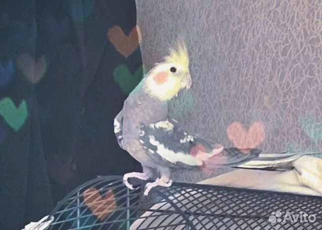 Молодой самец кореллы с клеткой 80x50x88