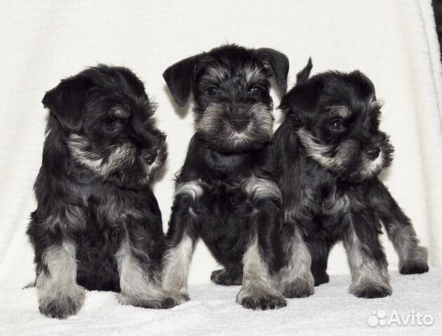 Цвергшнауцер, черный с серебром, щенки