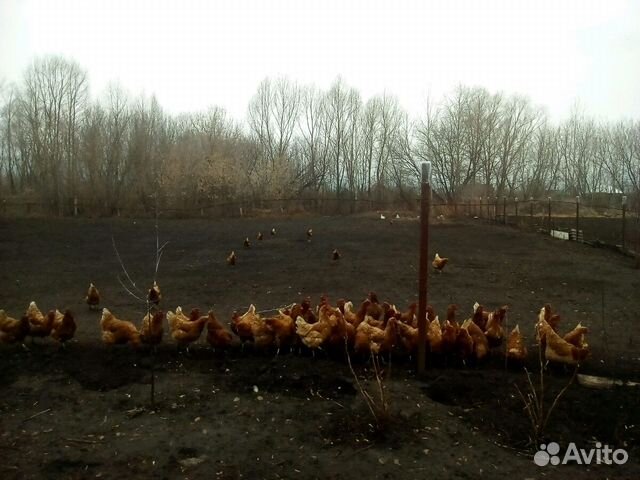 Домашние куриные яйца