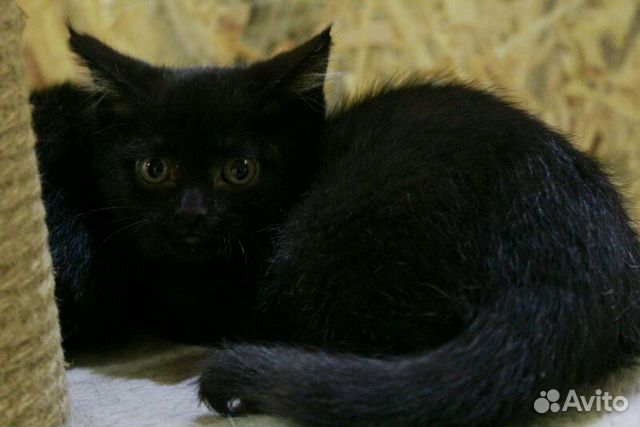 Котята в дар