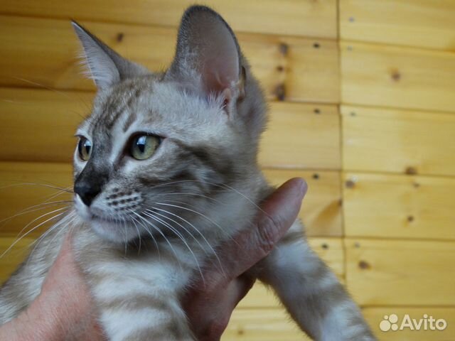 Бенгальская кошечка угольная снежка