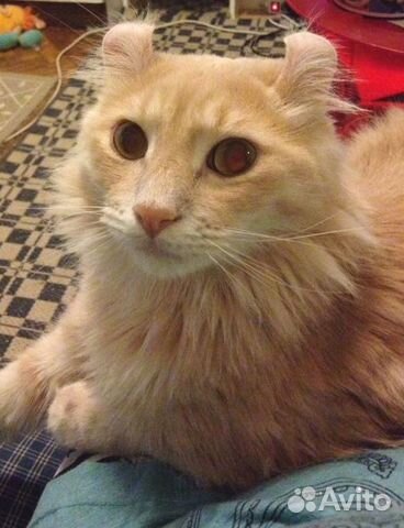 Ушки-завитушки - Американские керлы