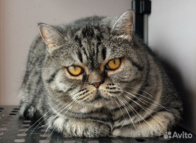 Трогательная Николь, 3 года, Москва