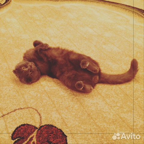 Кот для вязки породы скоттиш-фолд