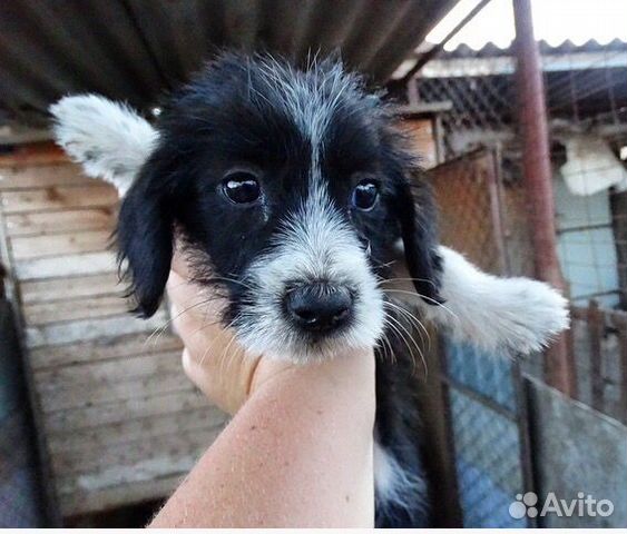 Чёрно-белый мальчишка ищет дом