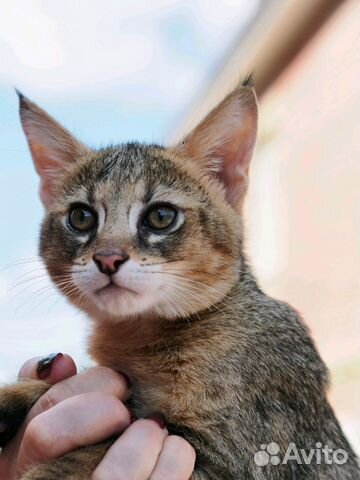 Чаузи 75 дикой крови