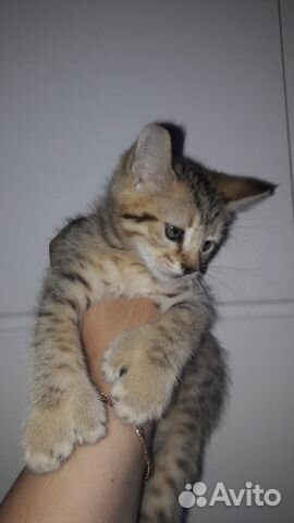 Котята пиксибоб (питомник)