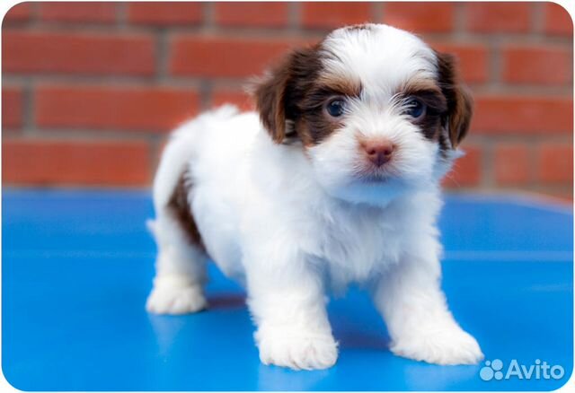 Малыши биро Йорка