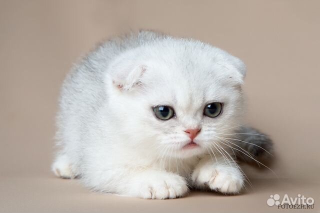 Шиншиловая девочка