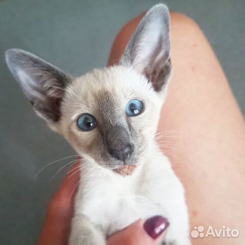 Ориентальная девочка 3 месяца