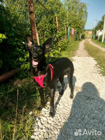 Маленький Ушастик