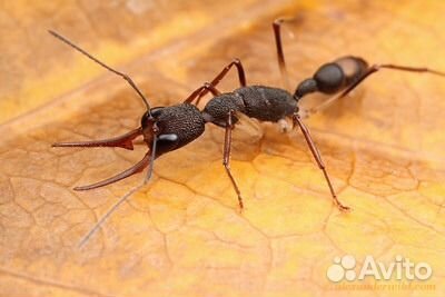 Harpegnathos venator (понерины, муравьи венаторы)