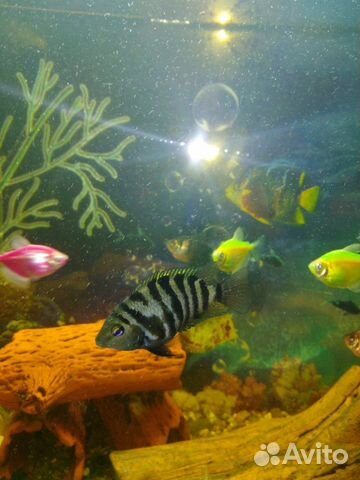 Цихлида, попугай, еллоу, аквариум