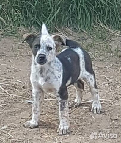 Метис щенок